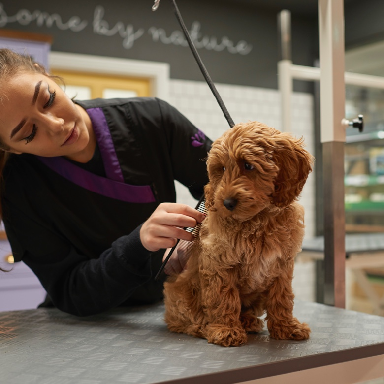 Treatments | Dogwood Natural Pet Grooming Spa