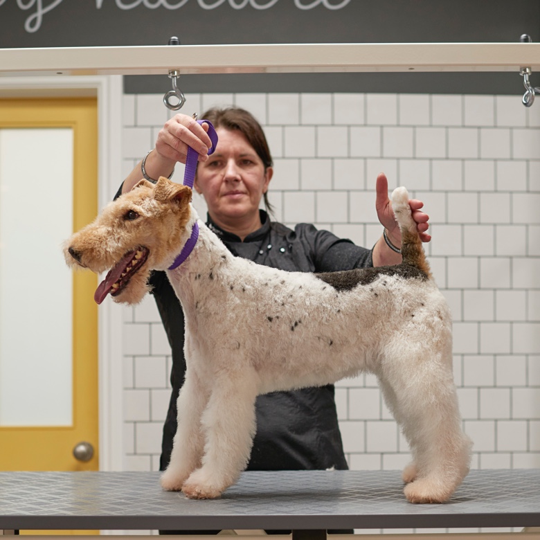 Treatments | Dogwood Natural Pet Grooming Spa